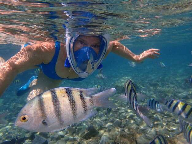 Marco Island Snorkeling Highlights and Marine Life