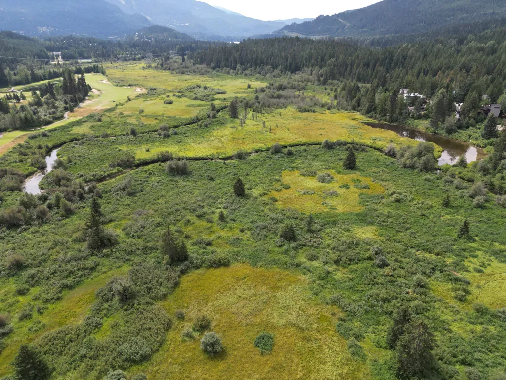 Whistler's Wetlands: Guardians of Biodiversity and Nature’s Hidden Gems